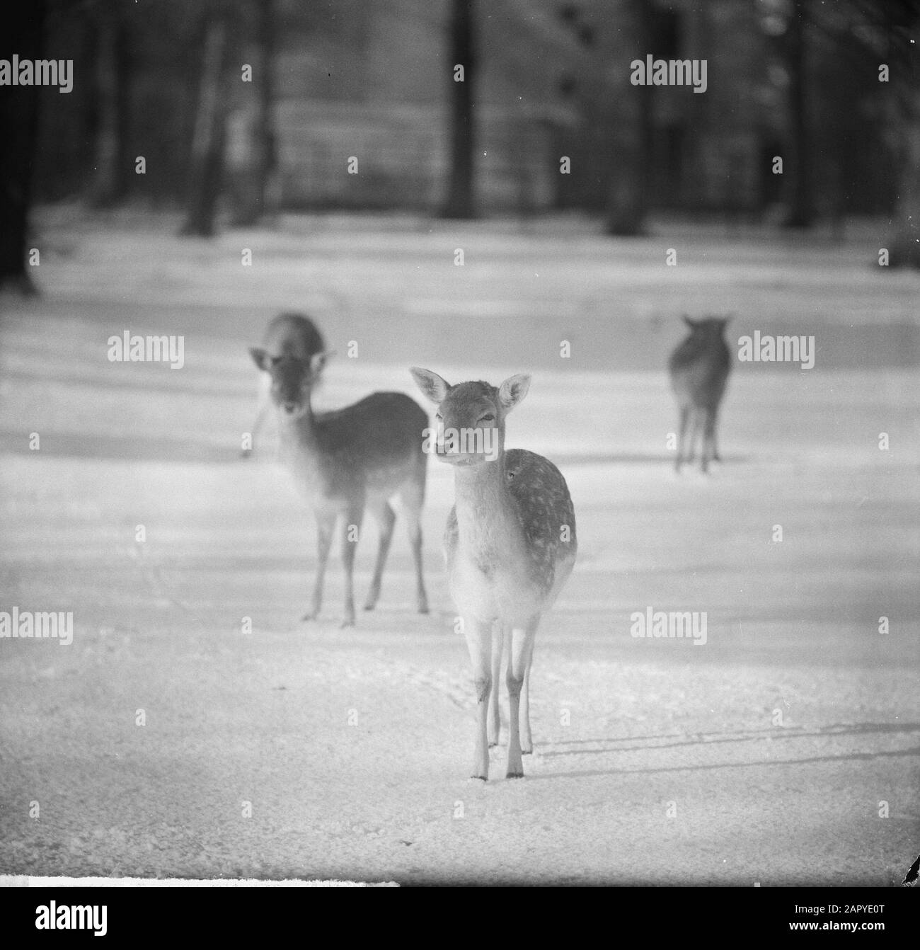 Animals in snowy forest Black and White Stock Photos & Images - Alamy