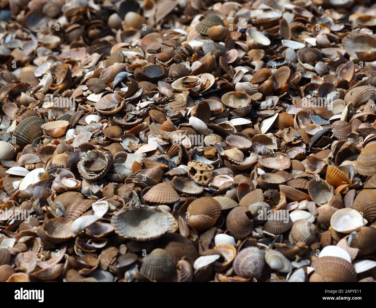 Landscape shot of an assorted shell clams Stock Photo - Alamy