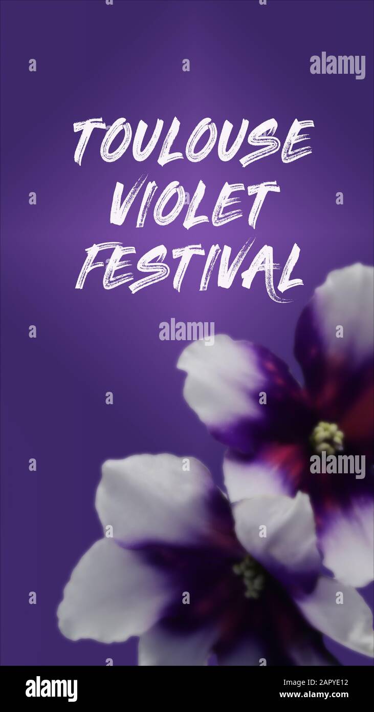 Congratulations text on a Violet festival on a purple background with ...