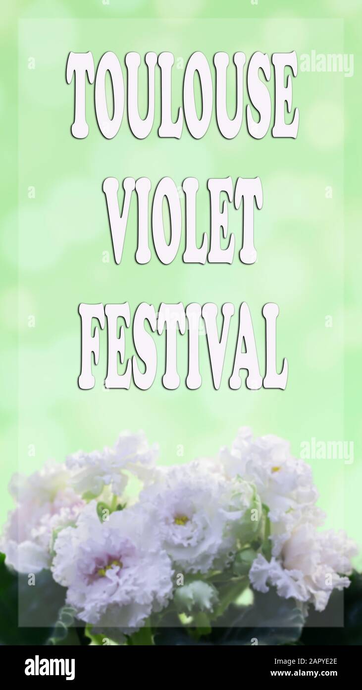Violet flower in toulouse hi-res stock photography and images - Alamy