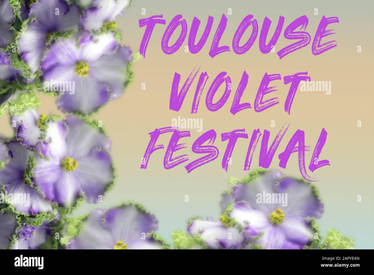 Violet flower in toulouse hi-res stock photography and images - Alamy