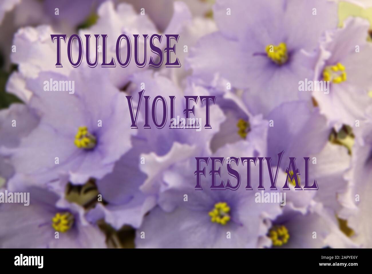 Violet flower in toulouse hi-res stock photography and images - Alamy