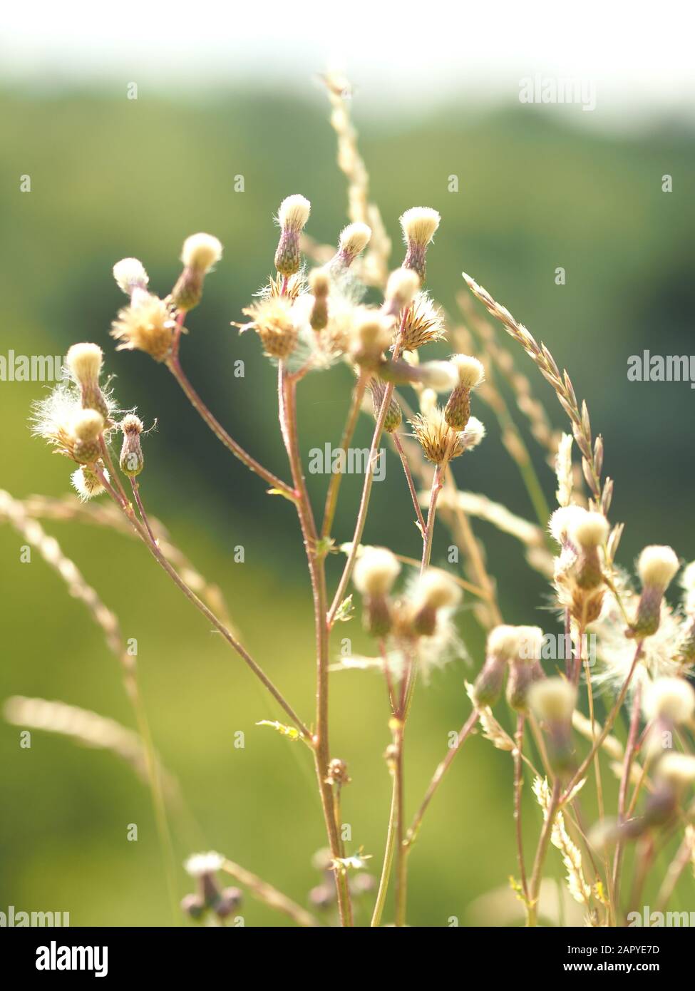 Closeup shot of a groundsel plant with a blurred background Stock Photo ...