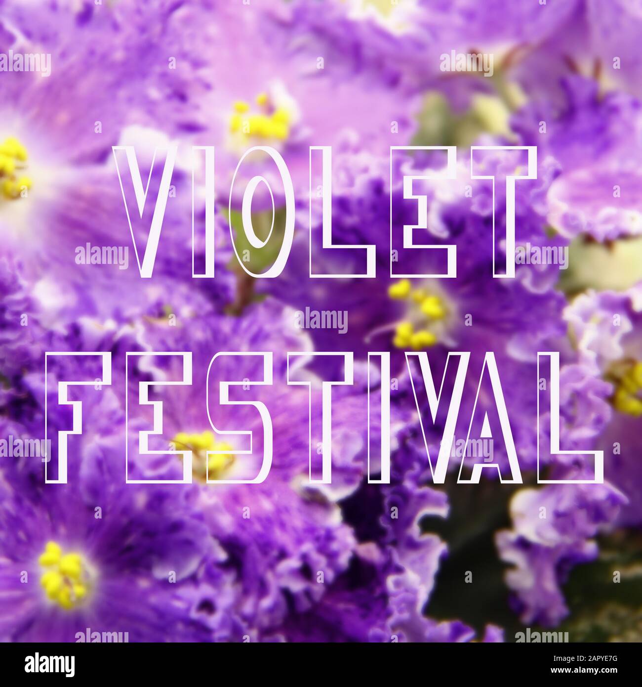 Congratulations text on a Violet festival on a purple background with ...