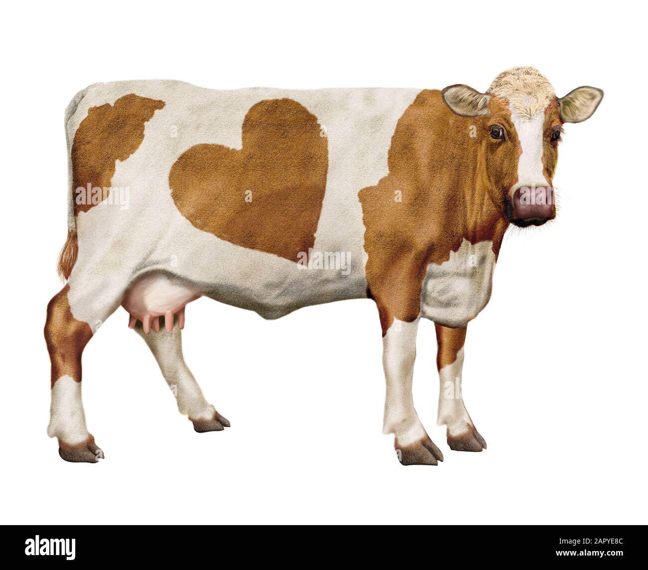 Cow illustration realistic design Stock Photo - Alamy