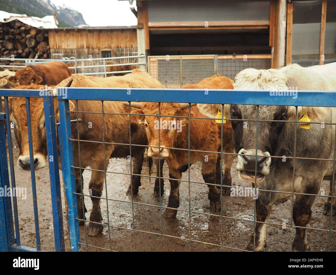 Gray cows hi-res stock photography and images - Alamy