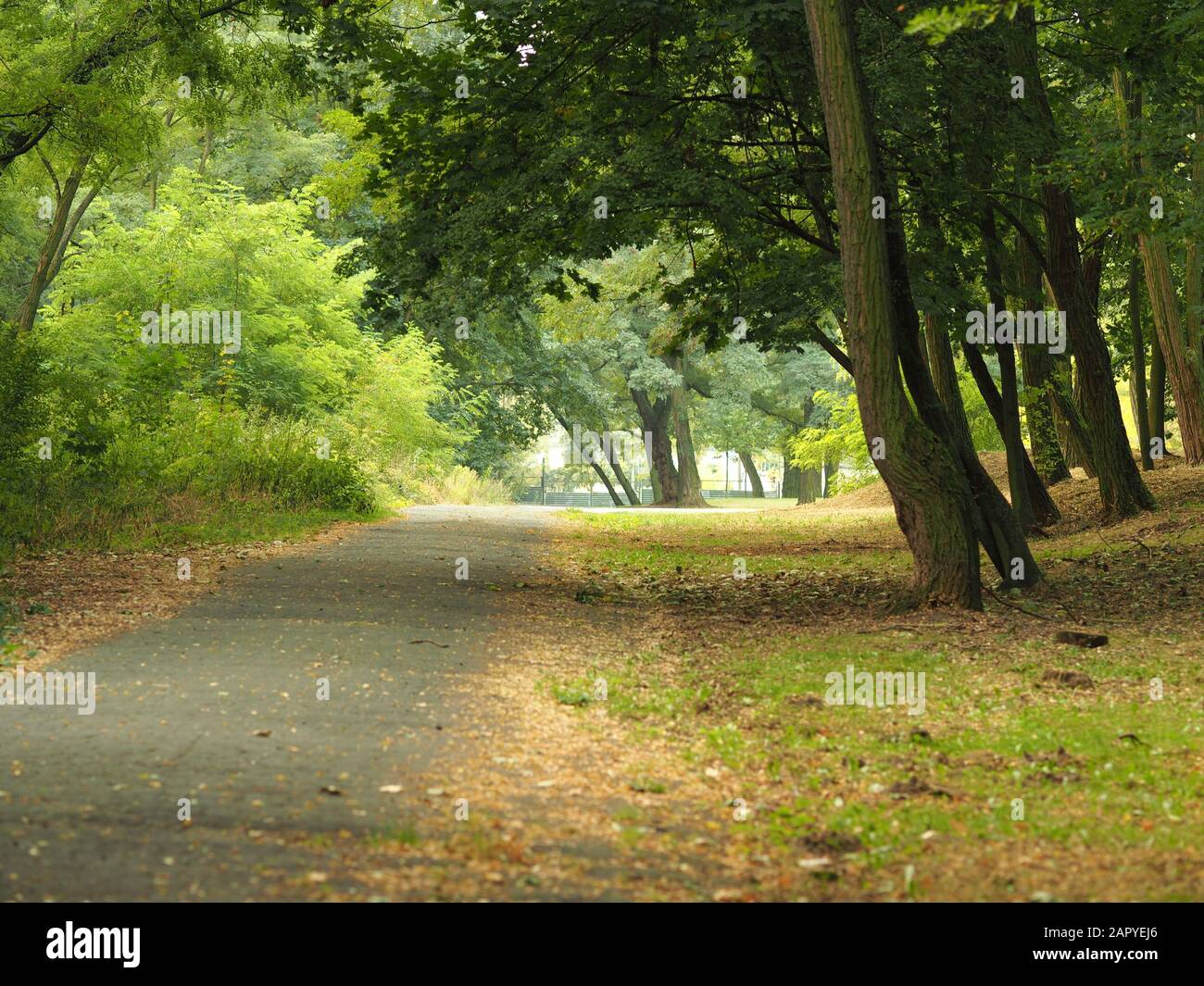 Landscape shot of pathway of trees during daytime Stock Photo - Alamy