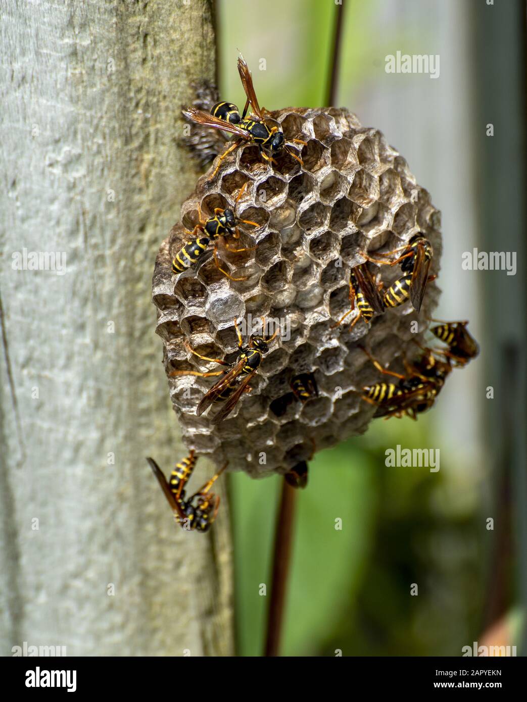 Asian paper wasp hi-res stock photography and images - Alamy