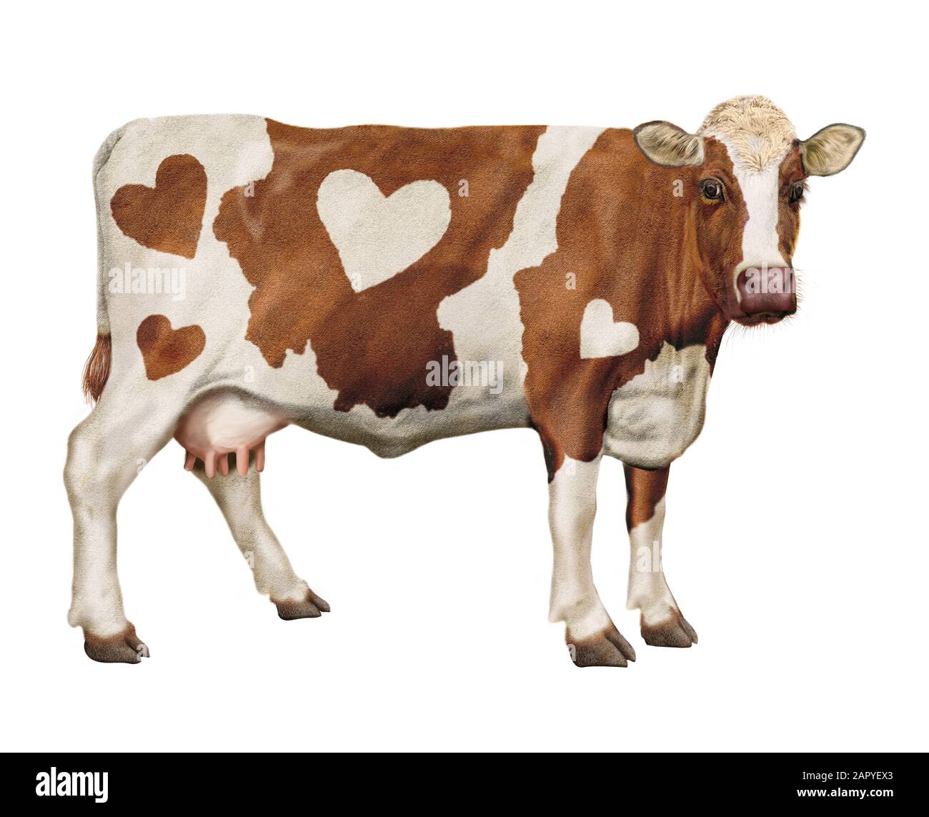 Cow illustration realistic design Stock Photo - Alamy