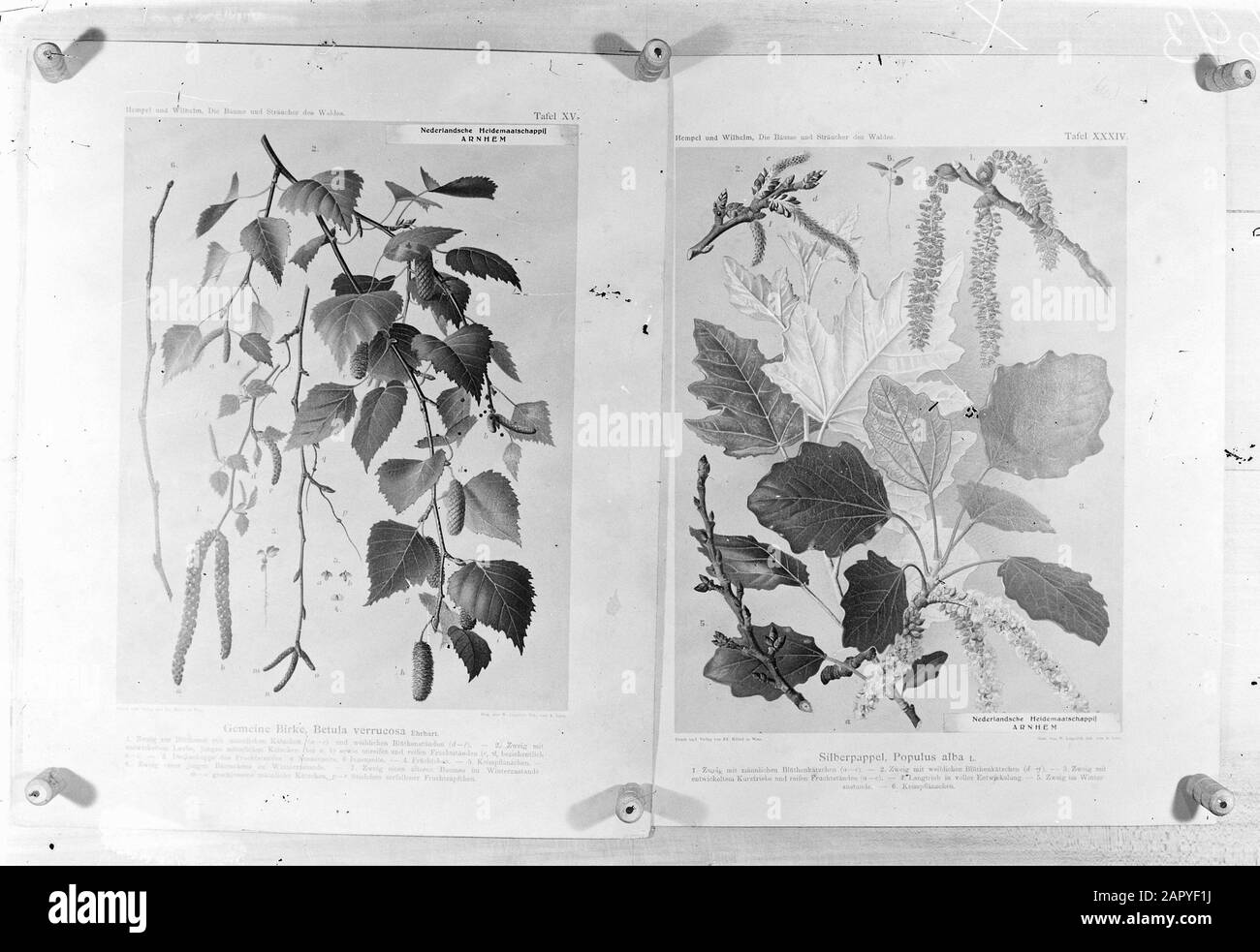 Prunus serotina wood Black and White Stock Photos & Images - Alamy