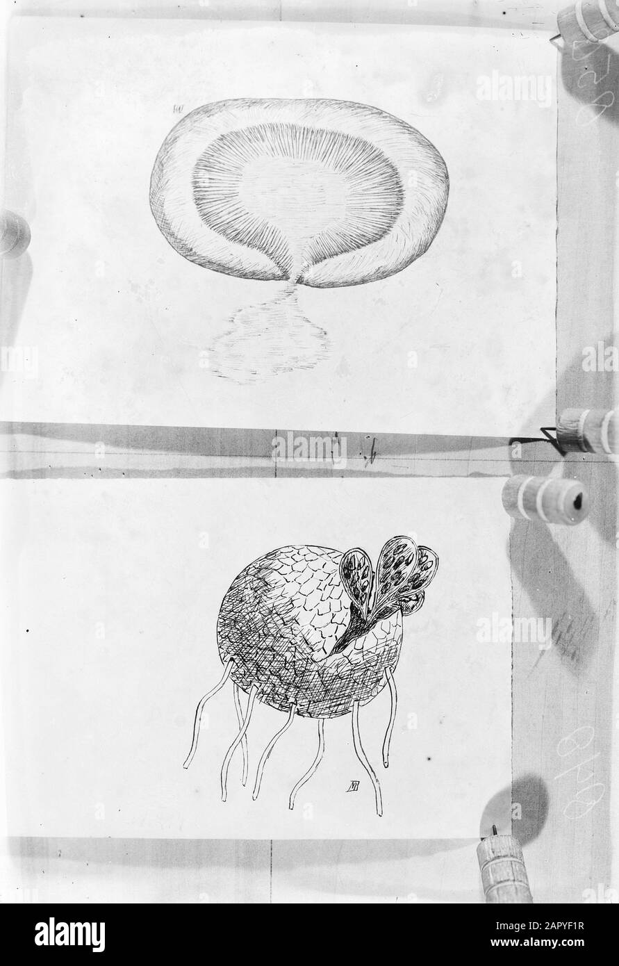 drawings, perithecium, pycuide Date: undated Keywords: drawings Person ...