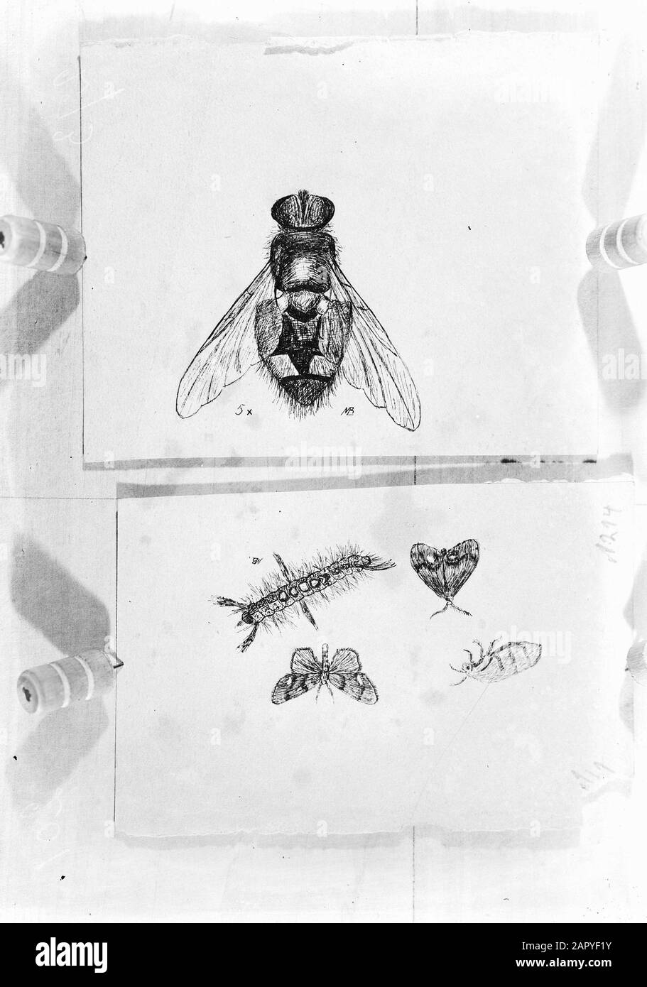 Parasitism insects Black and White Stock Photos & Images - Alamy