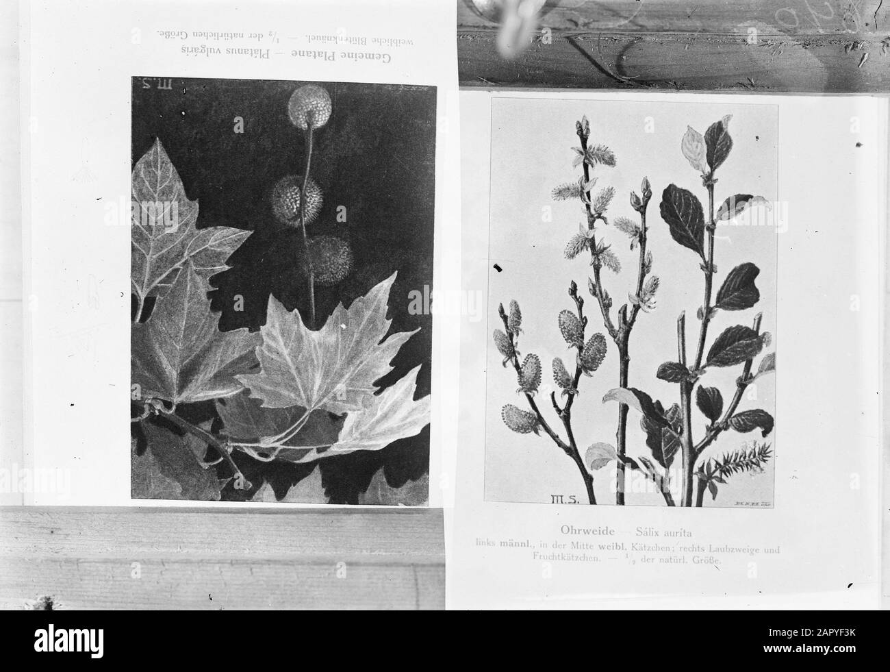 deciduous wood, twigs, salix aurita Date: undated Keywords: deciduous ...