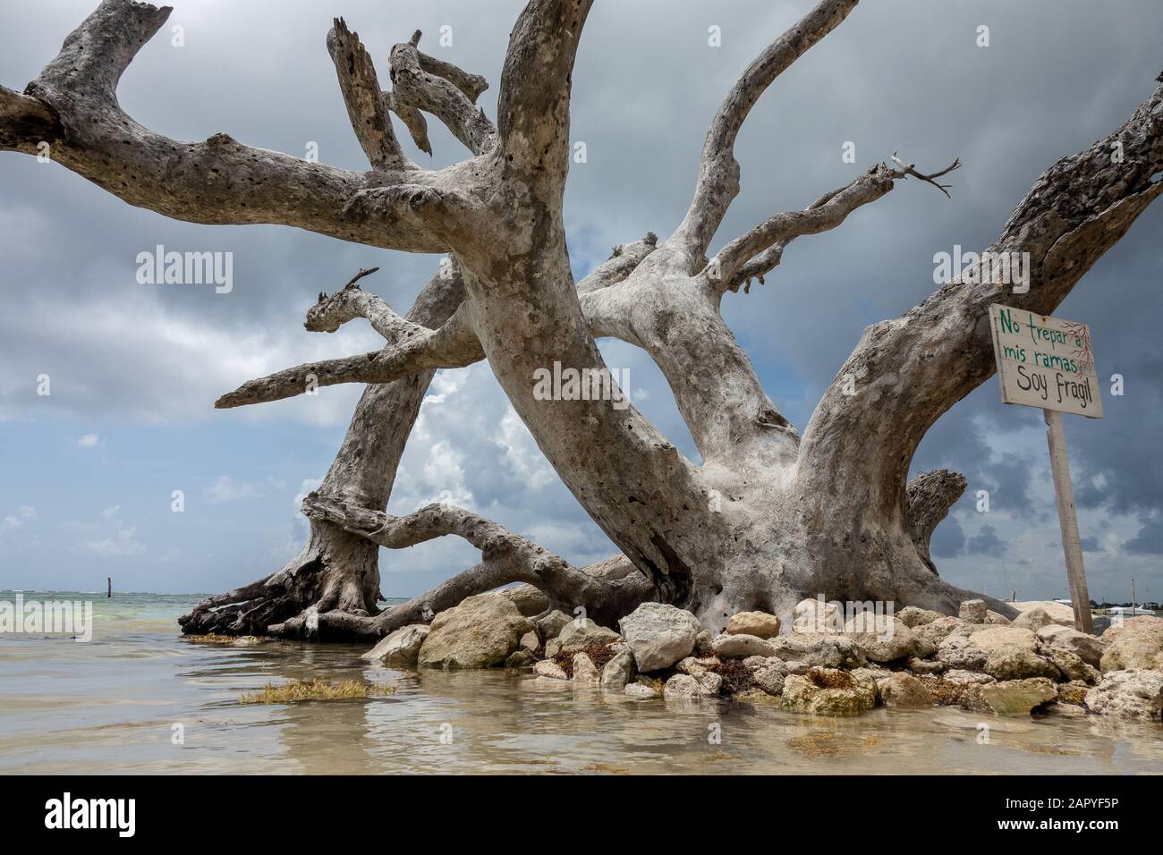 Low angle shot of a dry tree growing around the water and sand under a ...