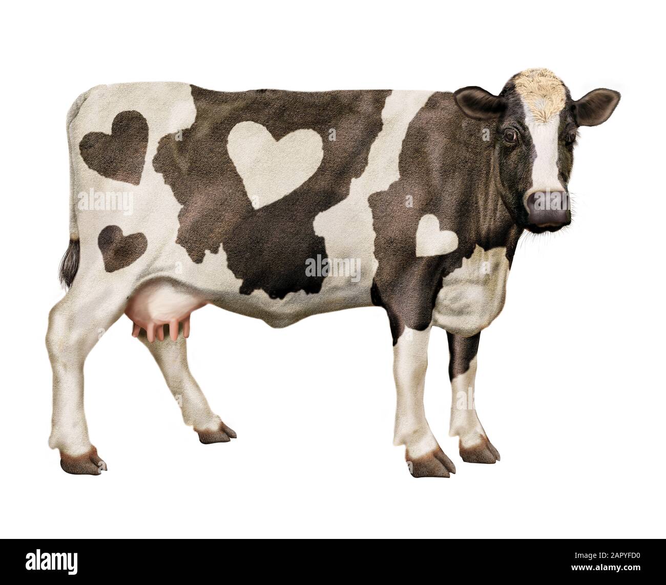 Cow illustration realistic design Stock Photo - Alamy