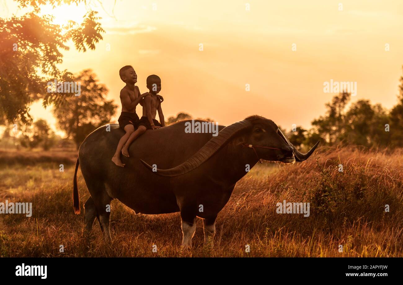 Boy Buffalo Sapa High Resolution Stock Photography and Images - Alamy