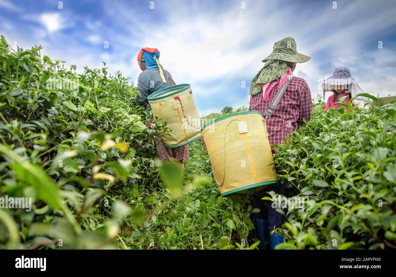Tea picker picking tea leaf on plantation, Chiang Rai, Thailand Stock ...