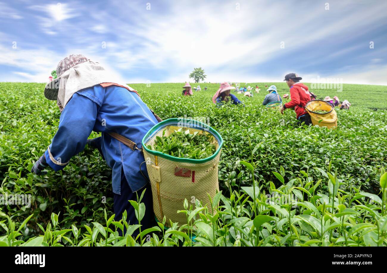 Crowd of tea picker picking tea leaf on plantation, Chiang Rai ...