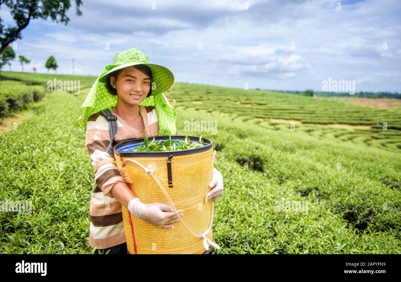Harvesting tea hi-res stock photography and images - Alamy