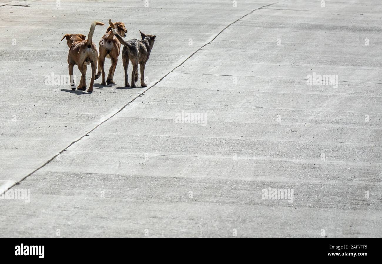 Wide angle shot of three dogs next to each other on the street Stock ...