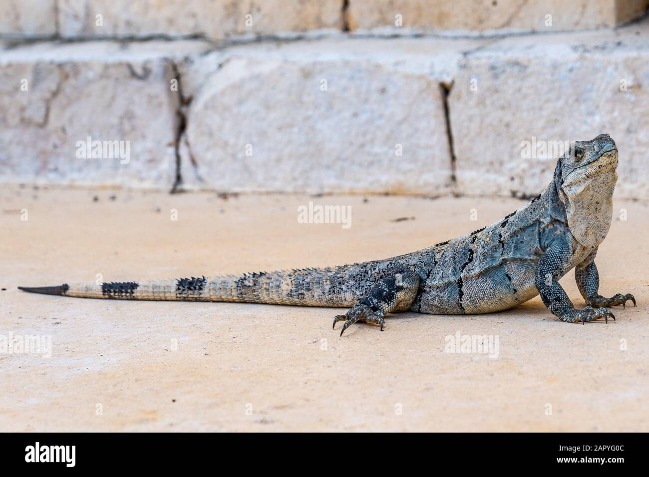 Cartoon illustration funny iguana lizard hi-res stock photography and ...
