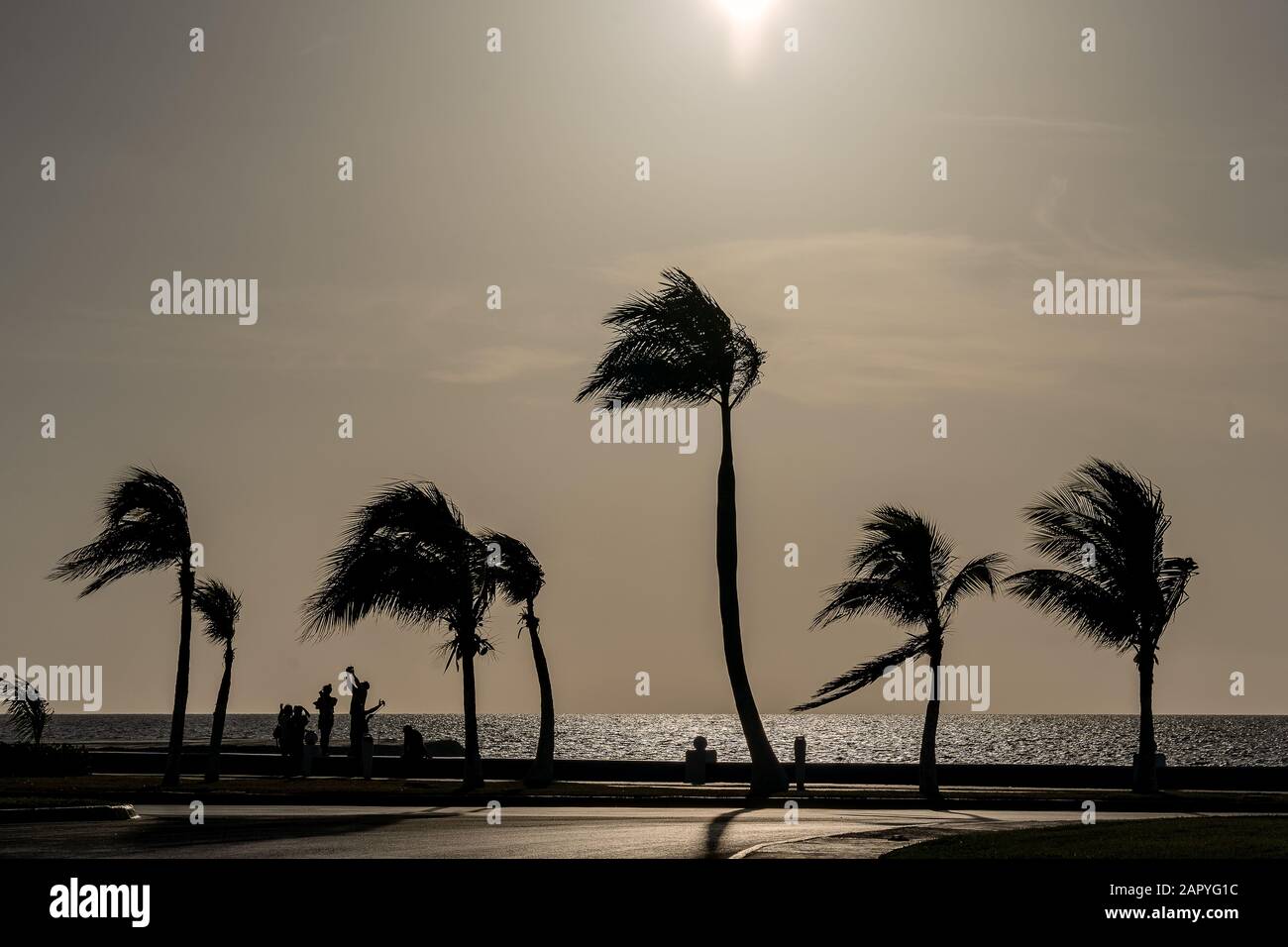 Trees next to each other tilted towards one direction under the sun ...