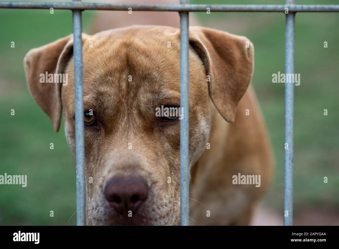Close up portrait of sad looking pitbull dog locked behind gate Stock ...
