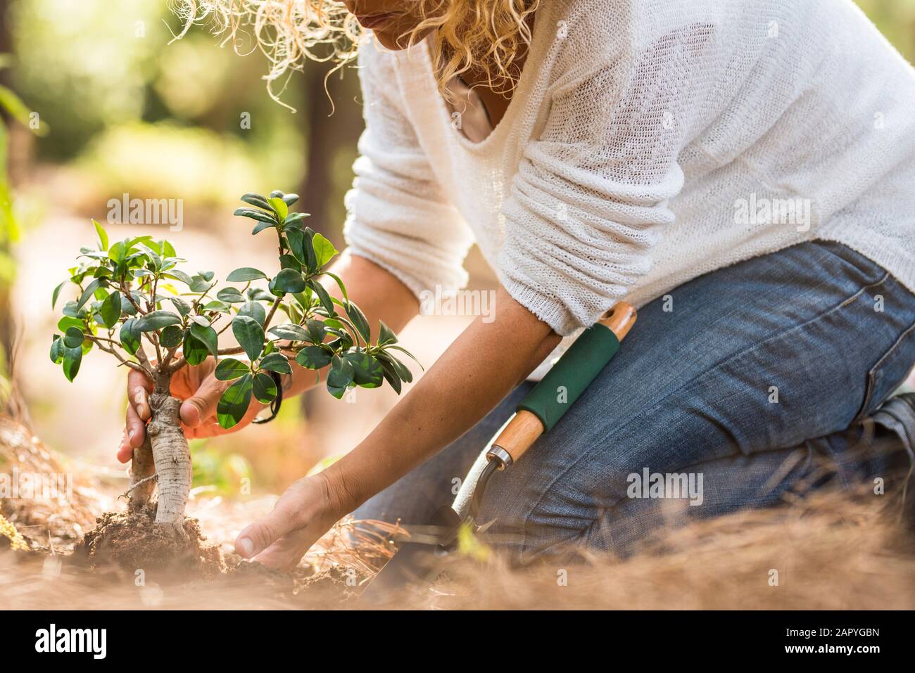 Adult lady plant a new tree on the ground in the forest - no ...
