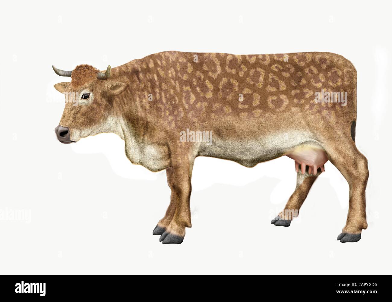 Cow illustration realistic design Stock Photo - Alamy