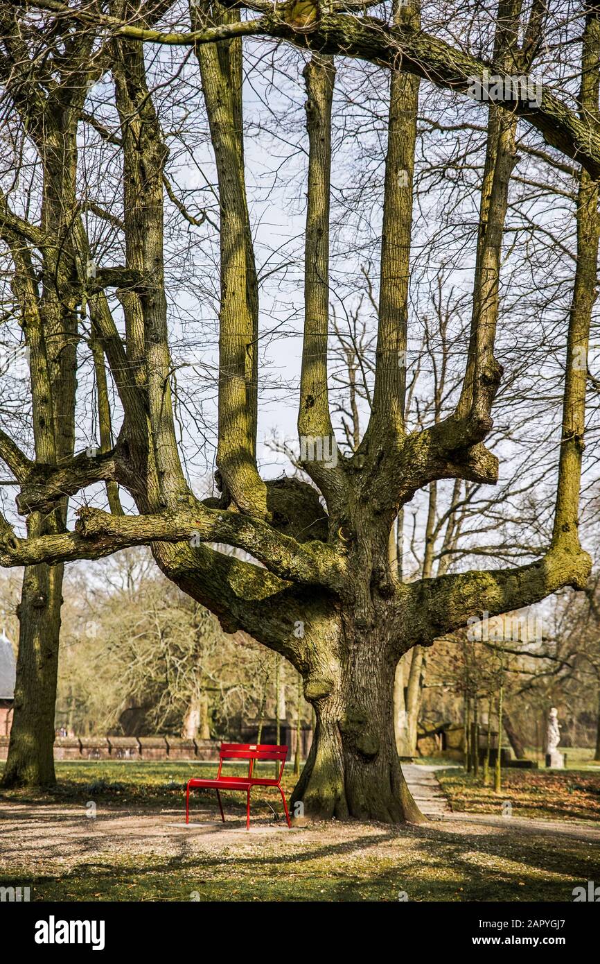 Trees next to each other in a park during daytime Stock Photo - Alamy