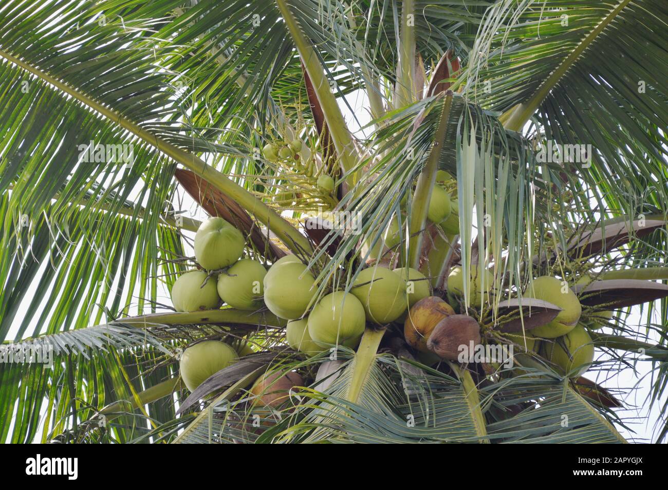 coconut growth on tree top in farm Stock Photo - Alamy