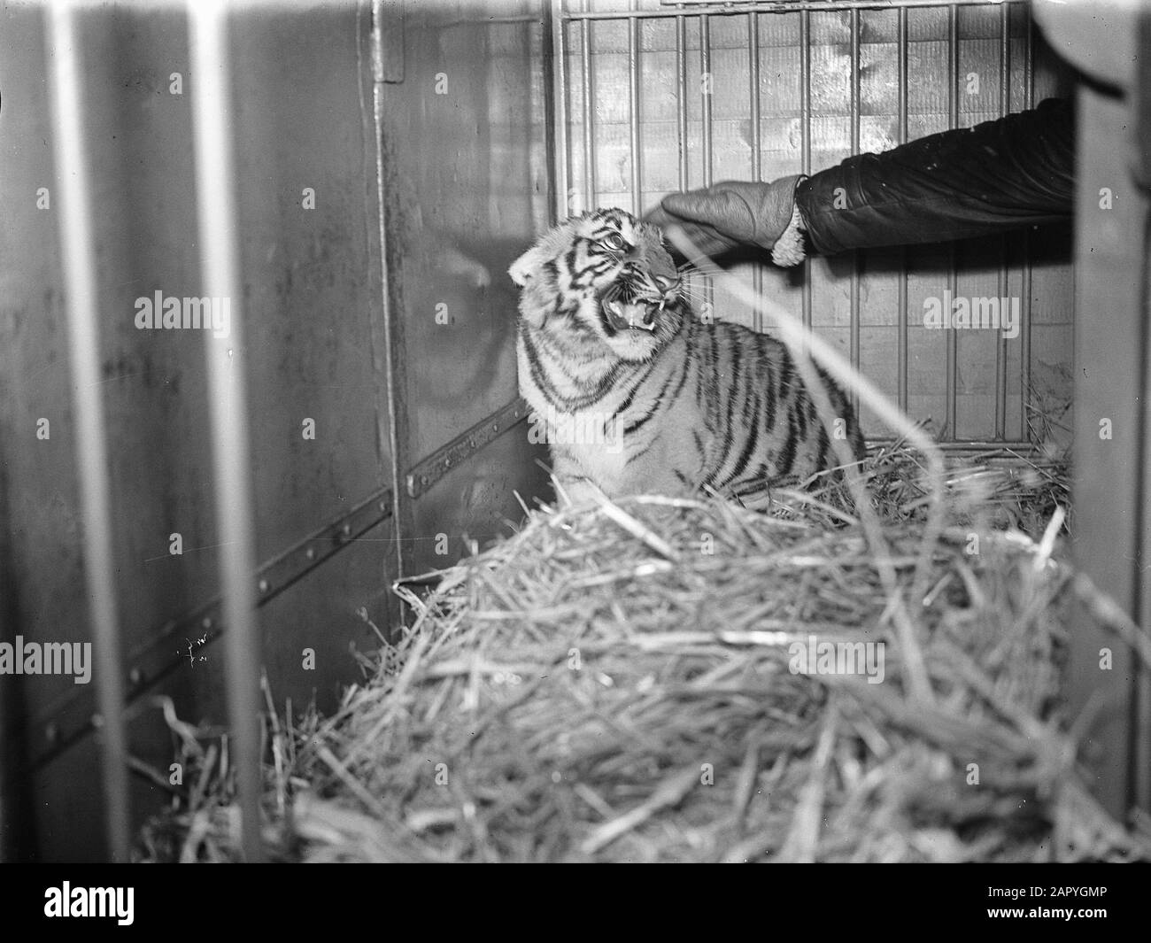 Tiger tamer Black and White Stock Photos & Images - Alamy