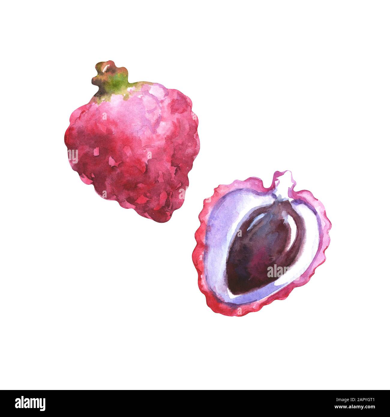 Watercolor illustration of lychee Stock Photo - Alamy