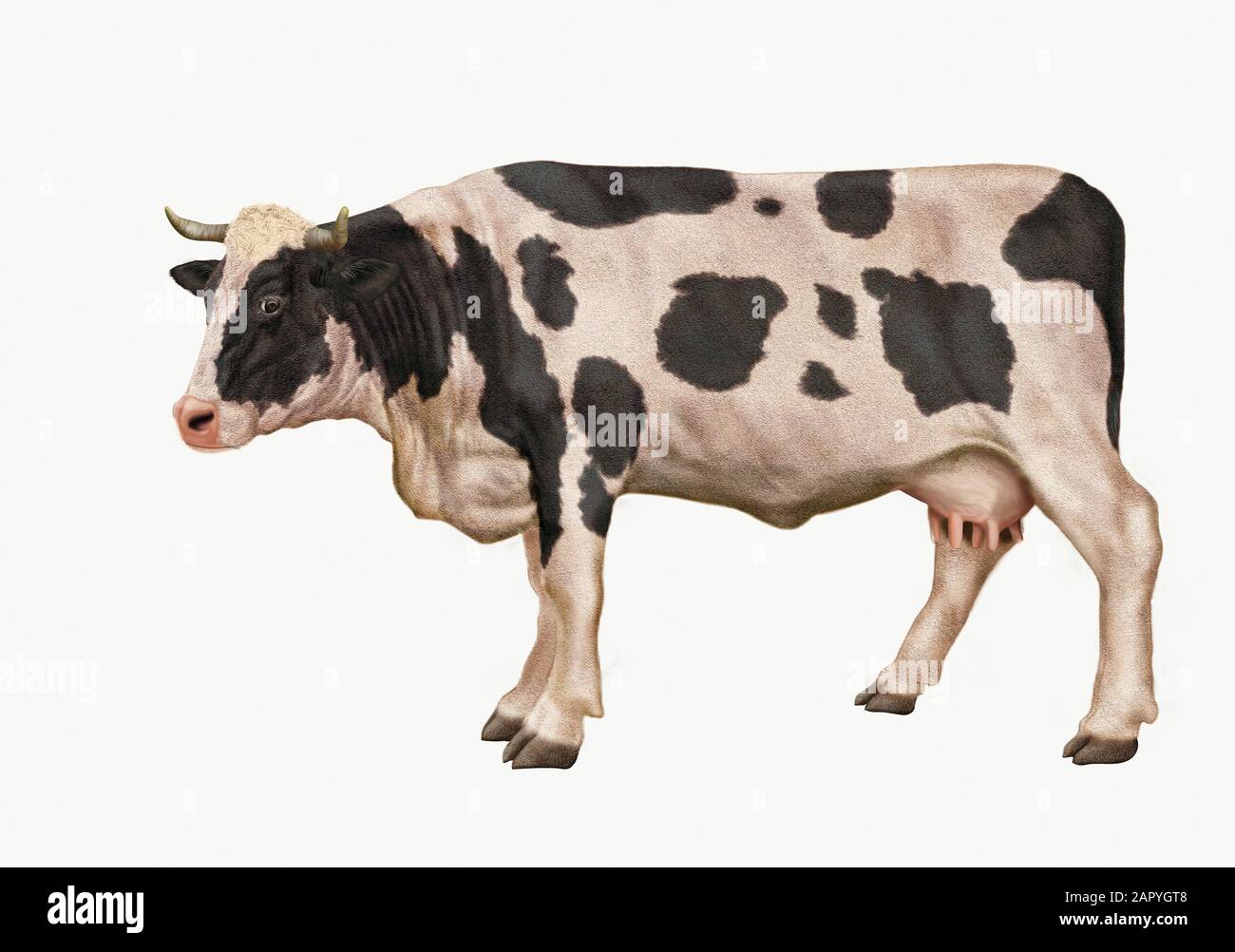 Cow illustration realistic design Stock Photo - Alamy