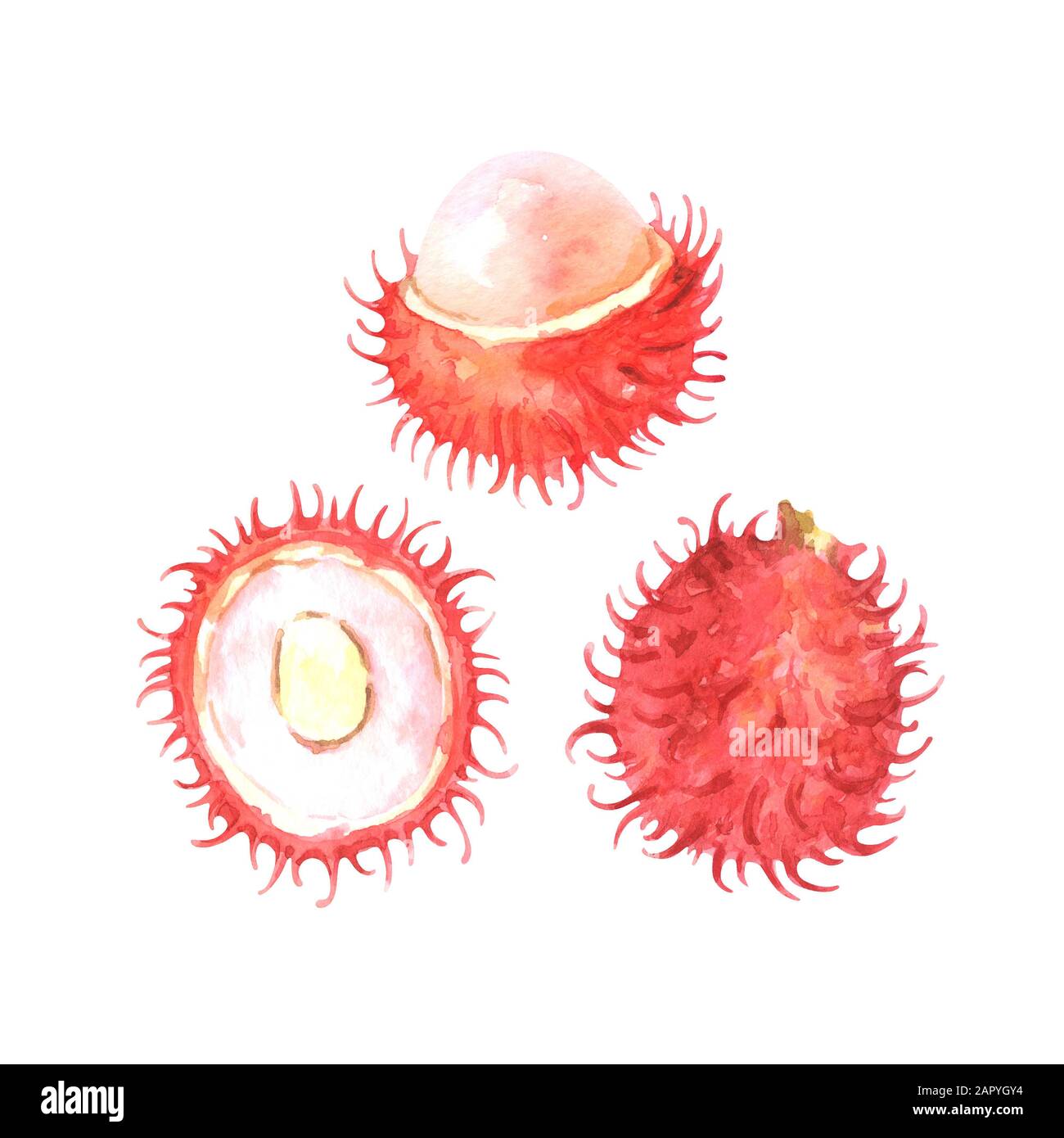 Rambutan painting hi-res stock photography and images - Alamy