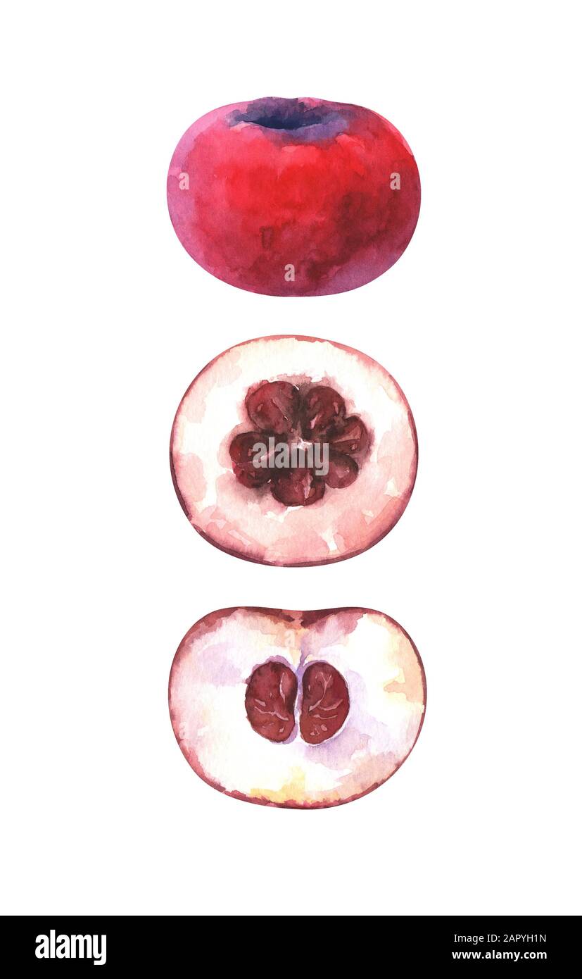 Watercolor illustration of velvet apple Stock Photo - Alamy