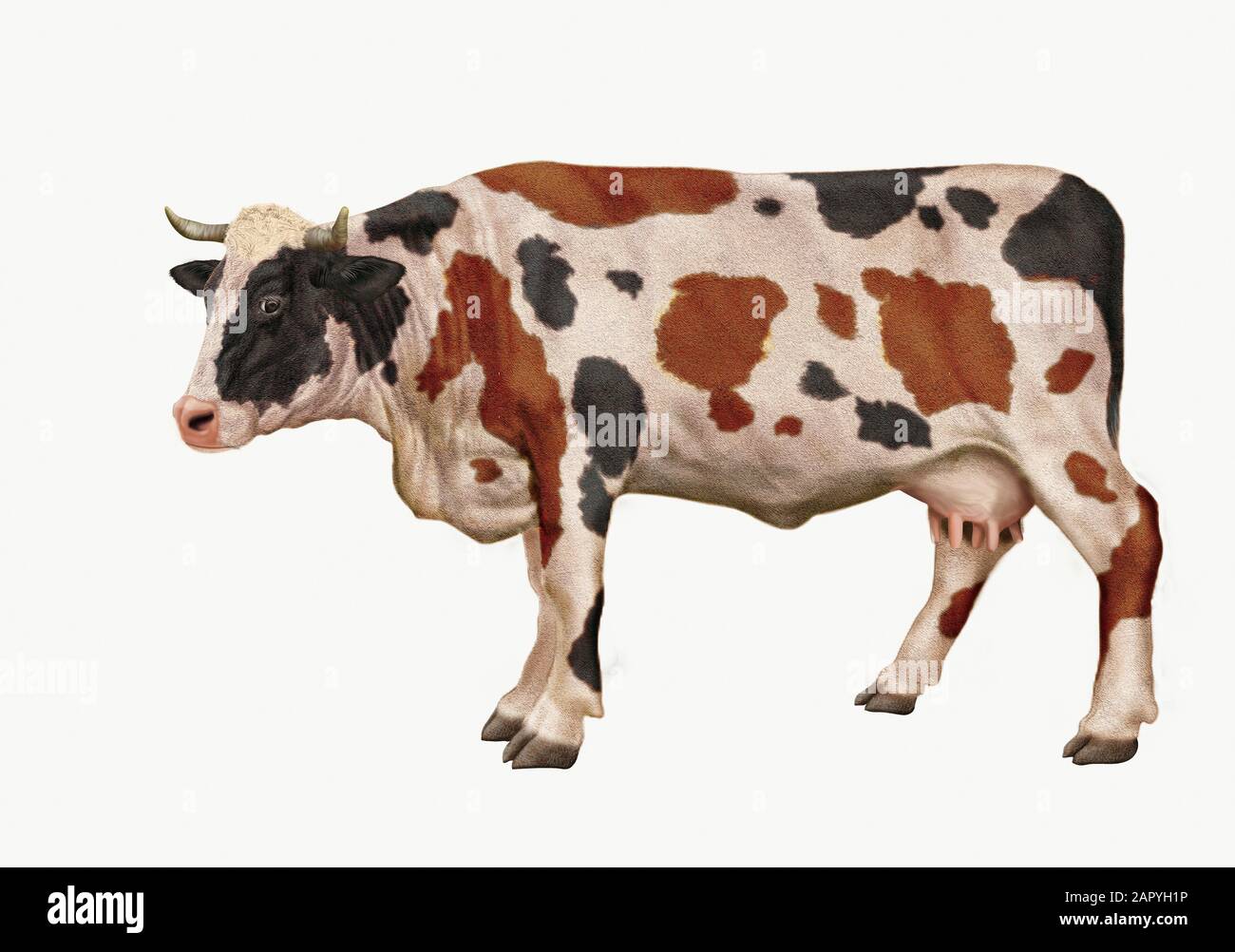 Cow illustration realistic design Stock Photo - Alamy