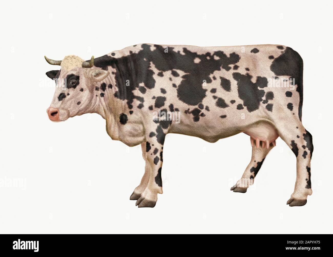 Cow illustration realistic design Stock Photo - Alamy