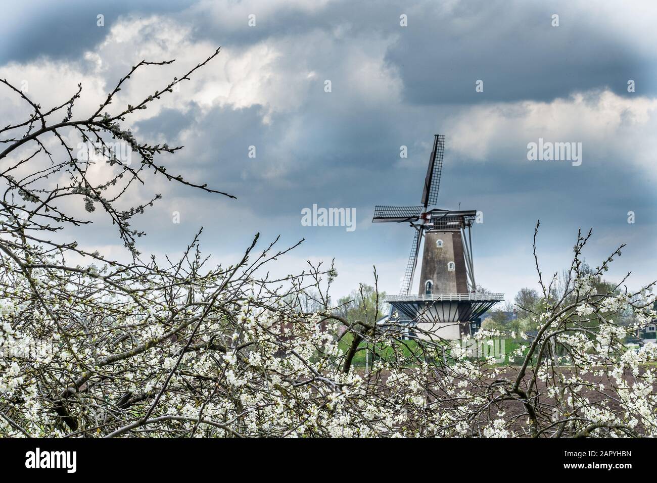 Wide angle shot of a windmill behind a tree under a cloudy sky Stock ...