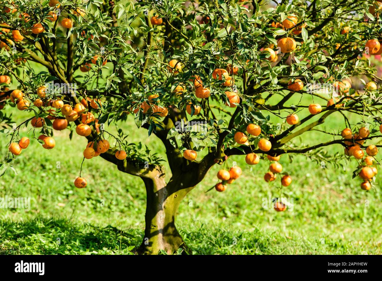 On the orange tree hi-res stock photography and images - Alamy