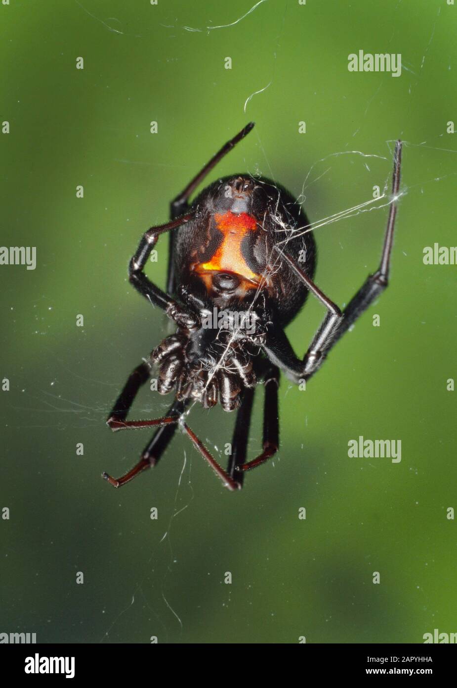 Black widow spider latrodectus sp hi-res stock photography and images ...