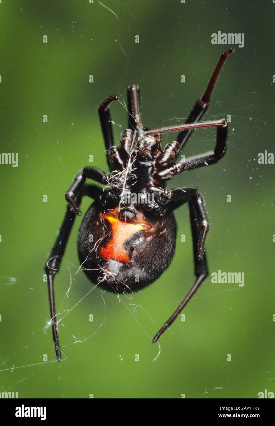 Black Widow spider, Latrodectus sp. ventral view showing characteristic ...