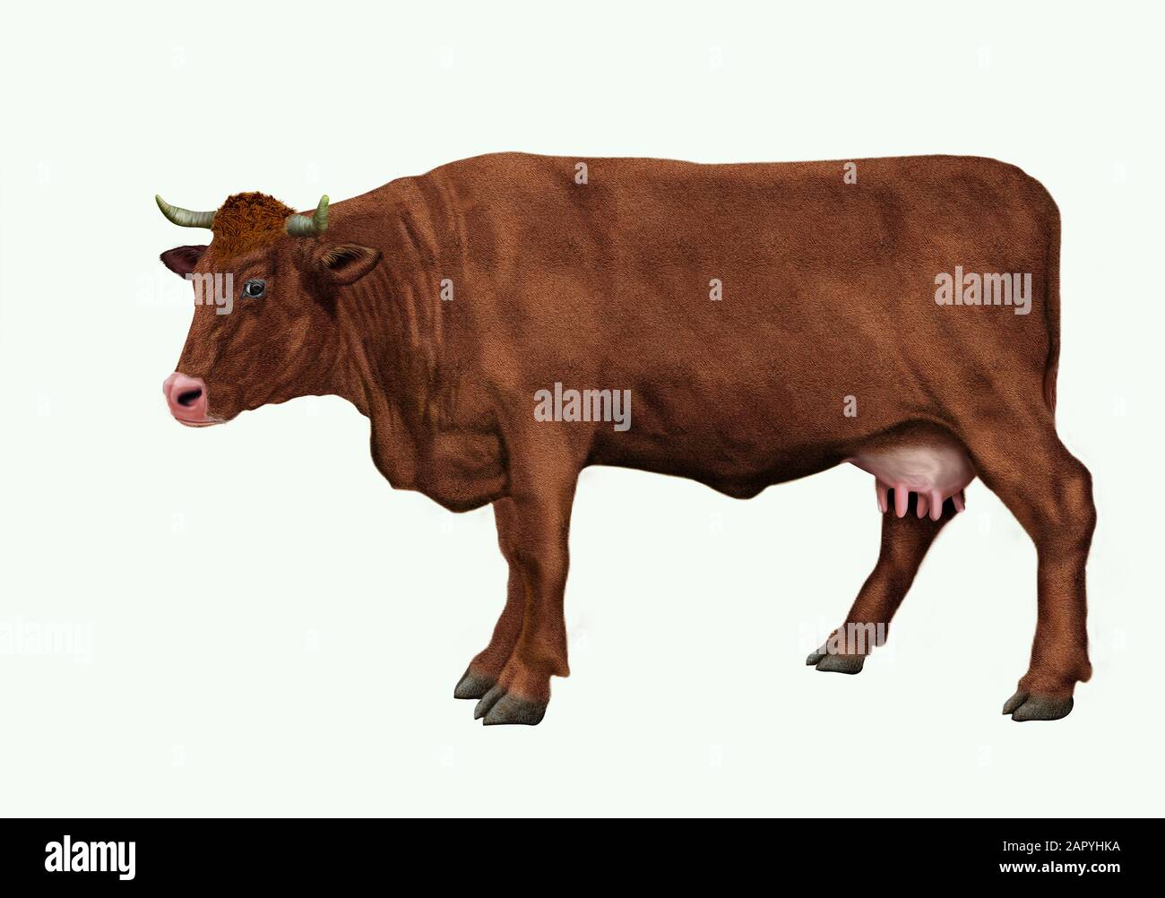 Cow illustration realistic design Stock Photo - Alamy