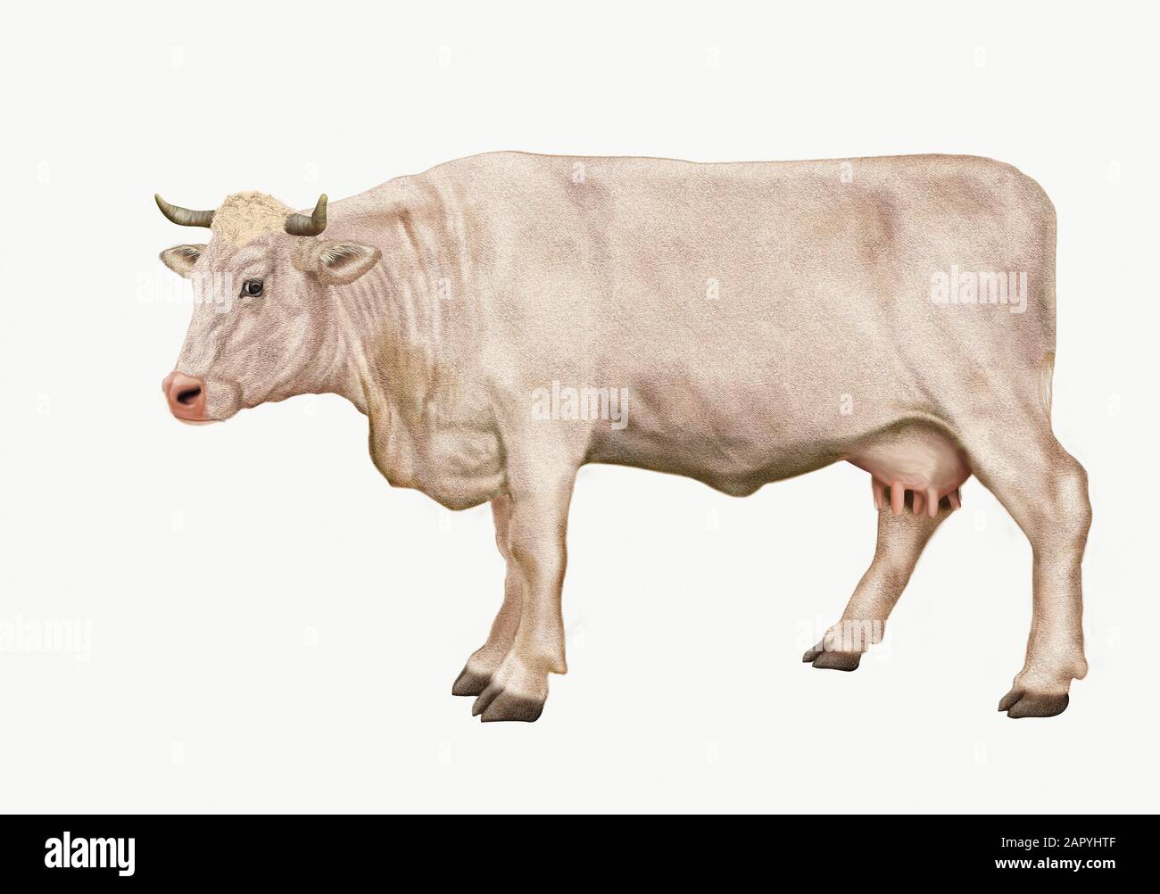 Cow illustration realistic design Stock Photo - Alamy