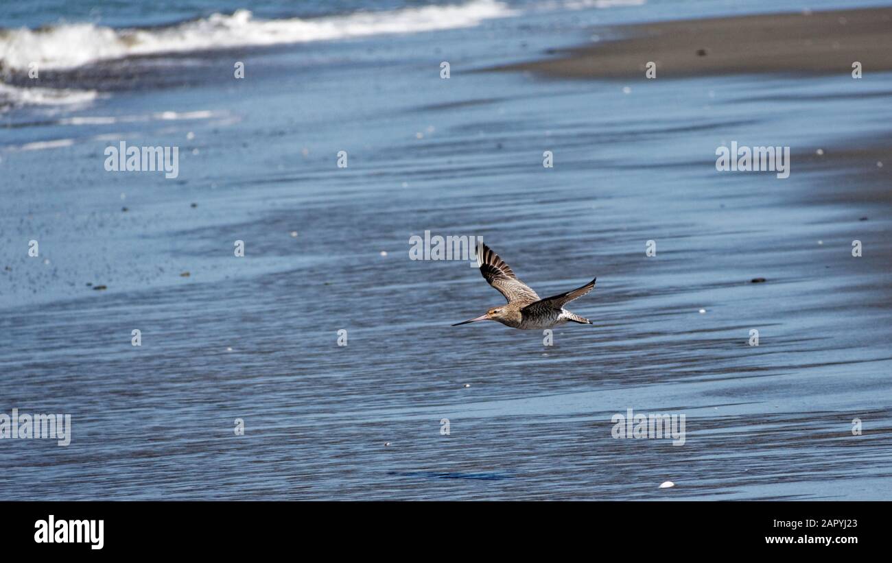 Bar tailed godwit flight zealand hi-res stock photography and images ...