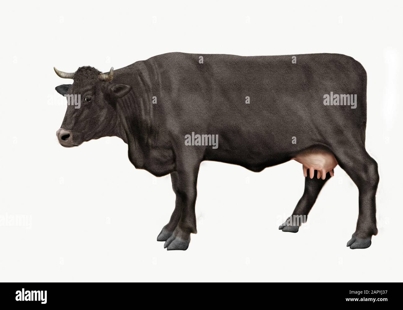 Cow illustration realistic design Stock Photo - Alamy