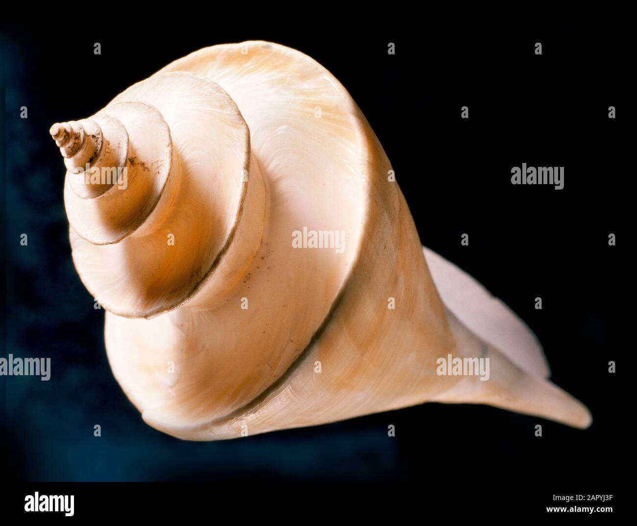 Spiral mirabilis hi-res stock photography and images - Alamy