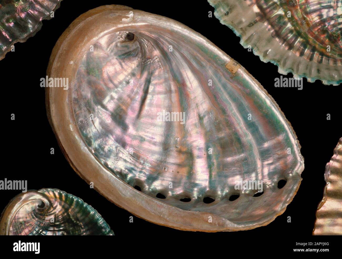 Haliotis shell interior Stock Photo - Alamy
