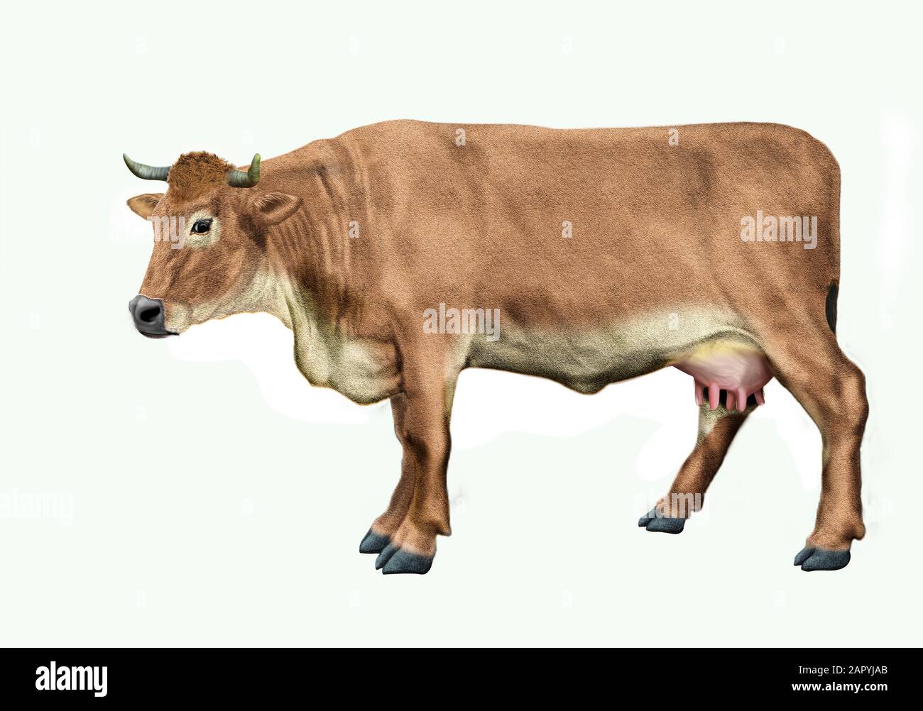 Cow illustration realistic design Stock Photo - Alamy