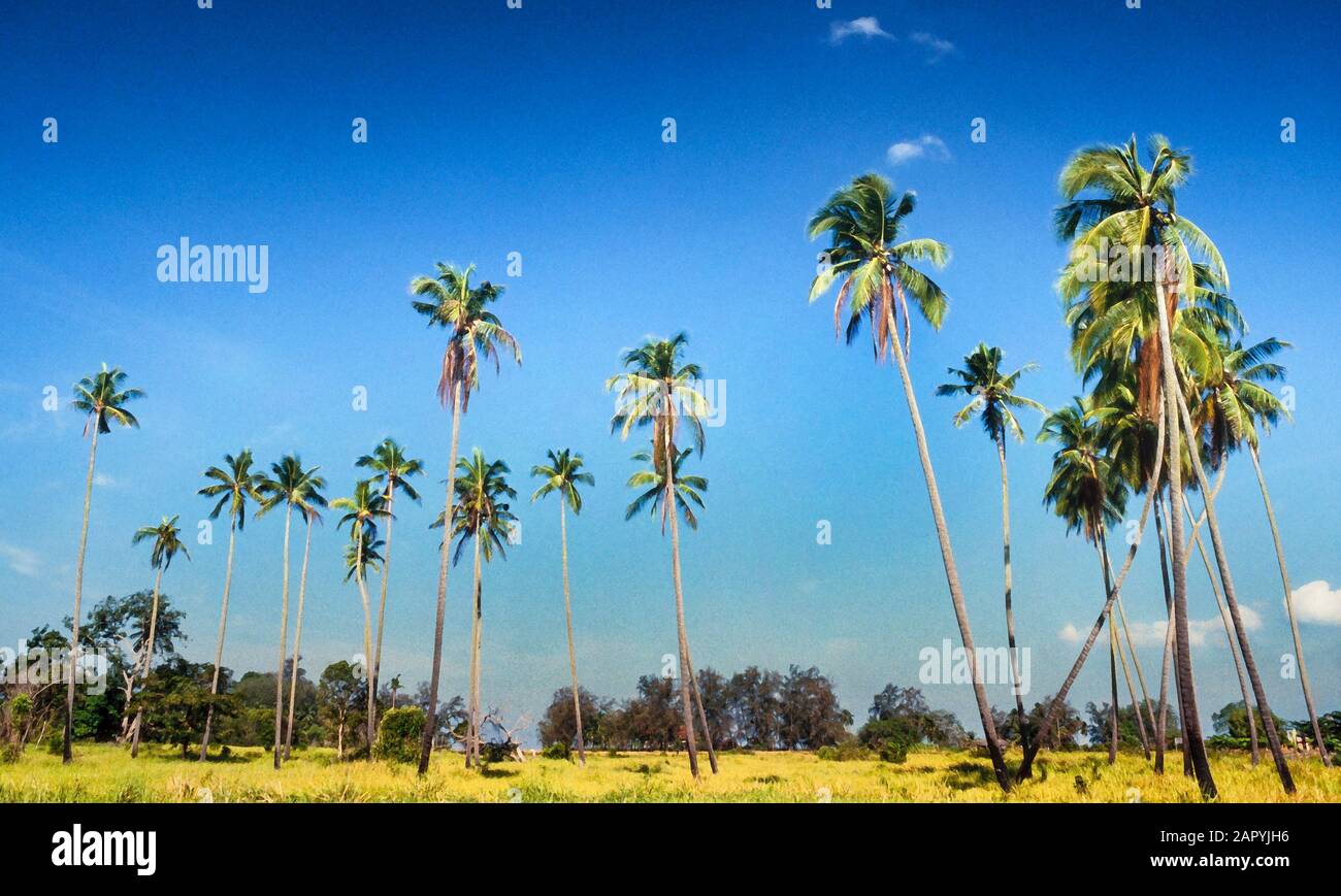 Tropical palm trees, Cocos nucifera, watercolor filter applied Stock ...